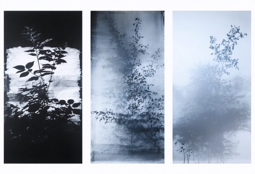 Photograms: Stunning Art with Effortless Shadow Play